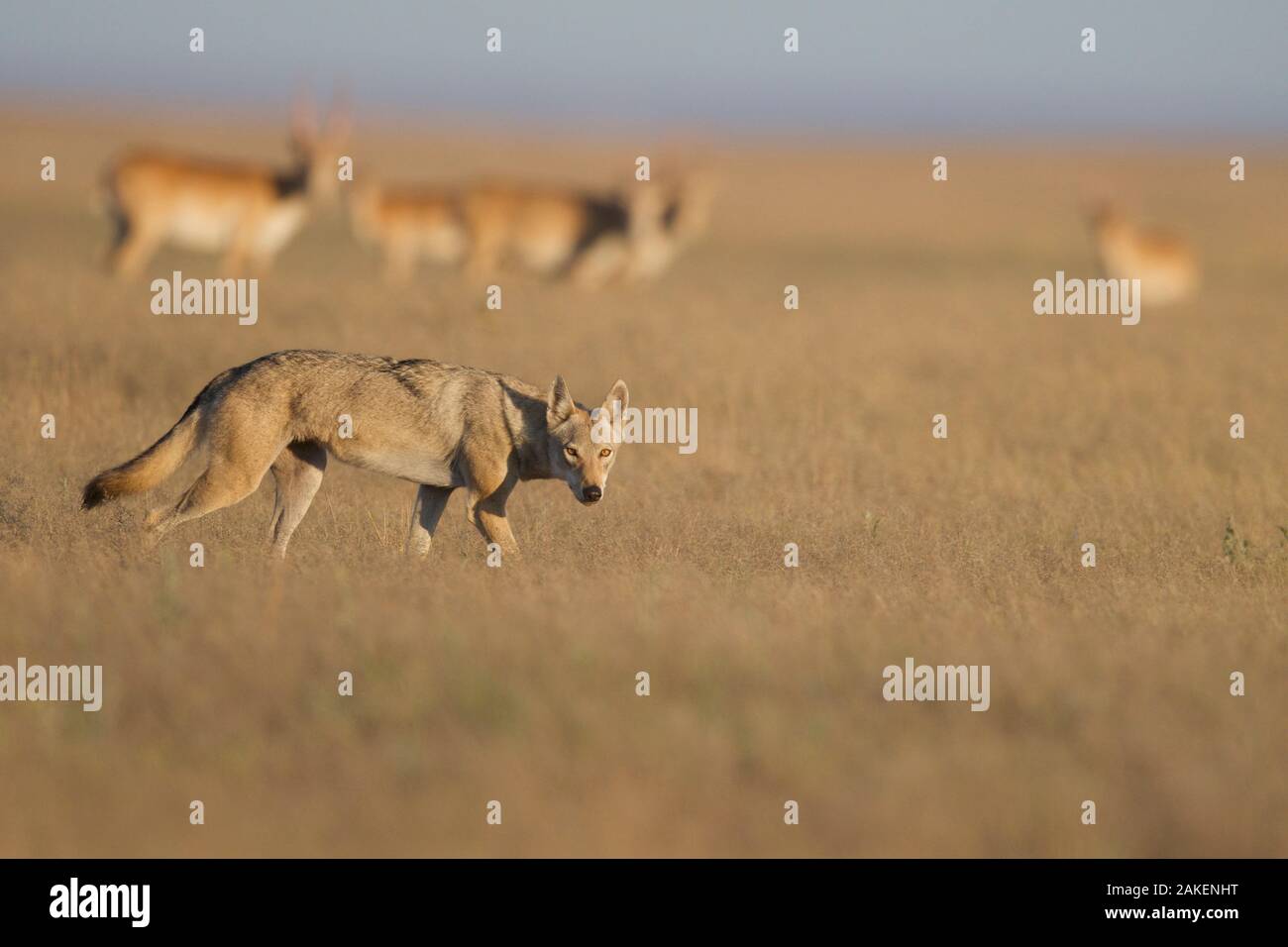 Grey wolf (Canis lupus) with Saiga antelope (Saiga tatarica) in the ...