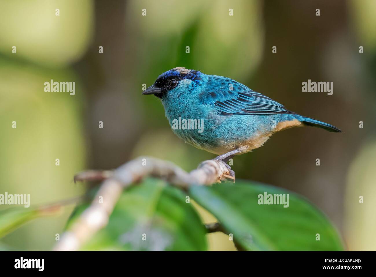 Golden-naped Tanager - Tangara ruficervix, beautiful blue tanager from ...