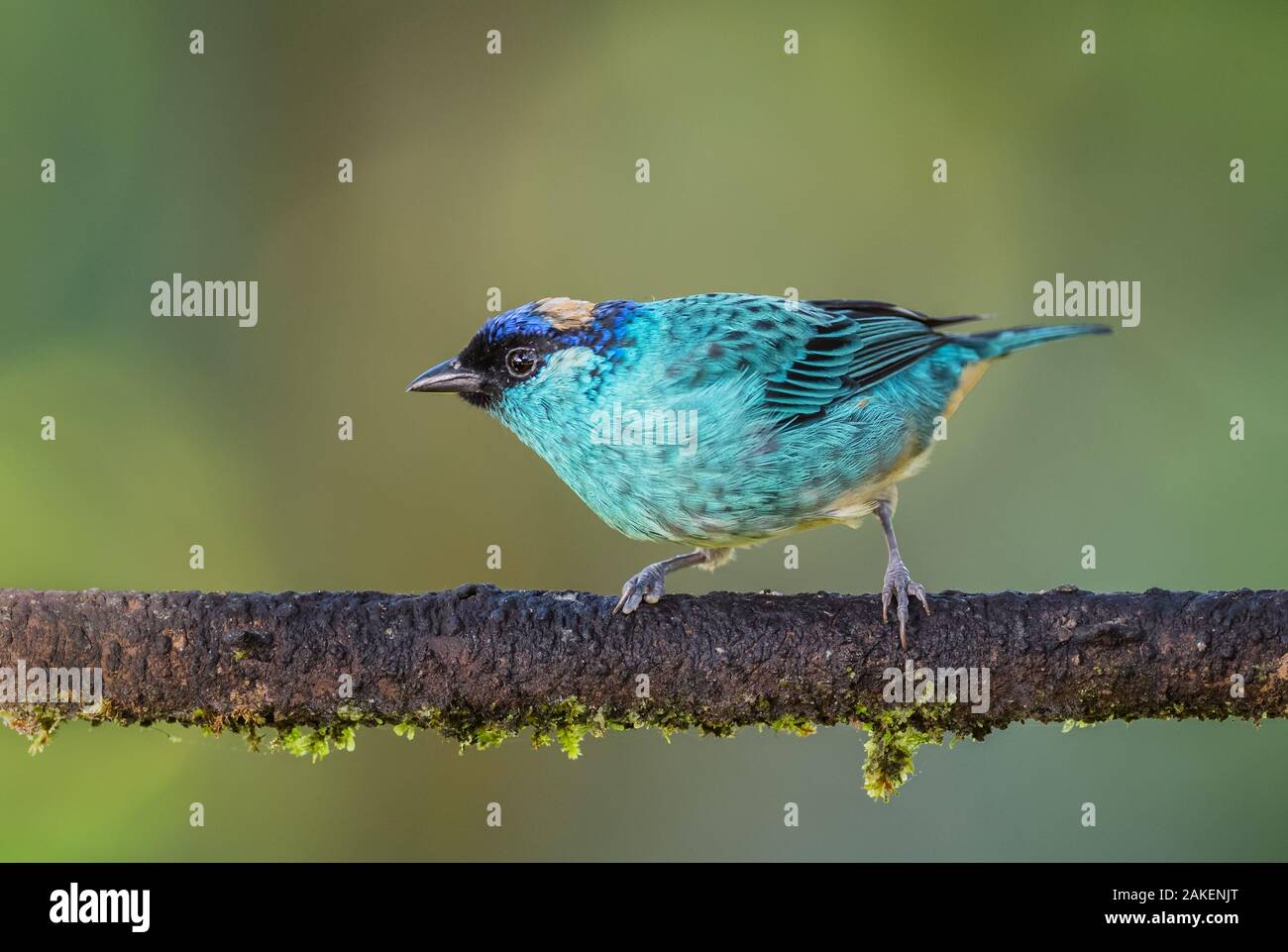 Golden-naped Tanager - Tangara ruficervix, beautiful blue tanager from ...