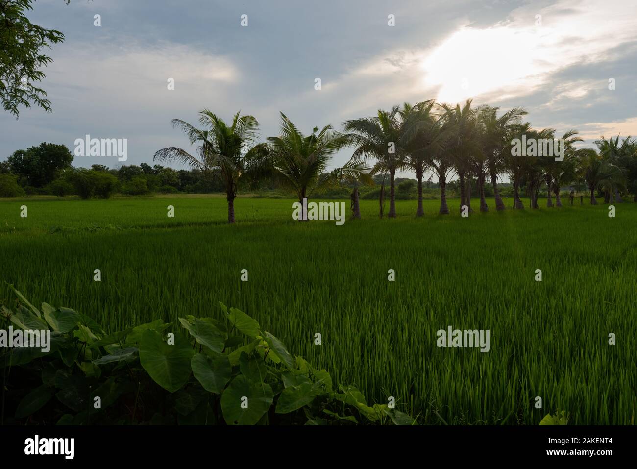 Rice field with water stream and row of palm trees on cloudy day in ...
