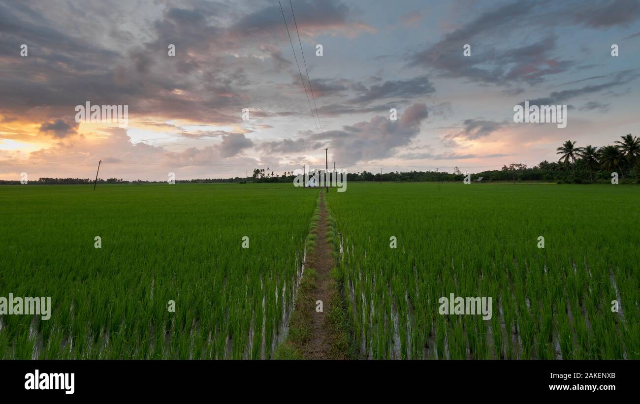 Water pump house in rice paddy field on overcast day in South India ...