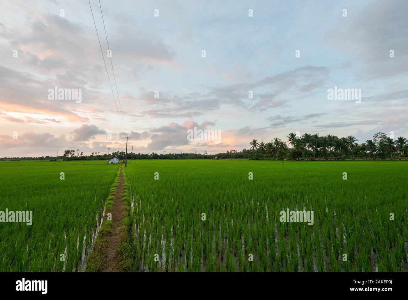 Sunrise over rice paddy on cloudy day in South India Stock Photo - Alamy