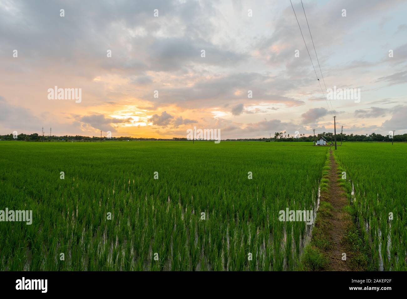 Sunrise over rice paddy on cloudy day in South India Stock Photo - Alamy