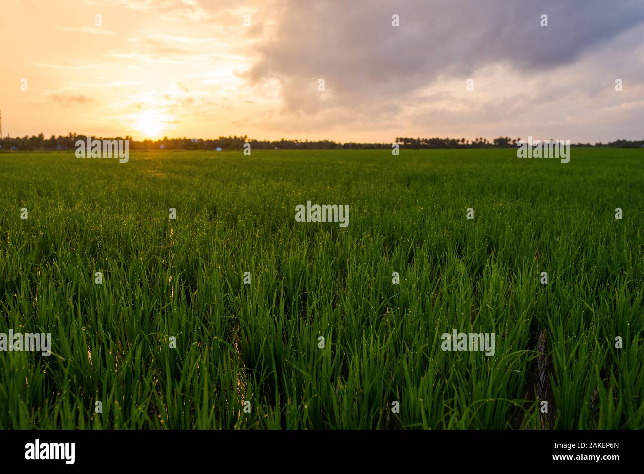 Sunrise over rice paddy on cloudy day in South India Stock Photo - Alamy
