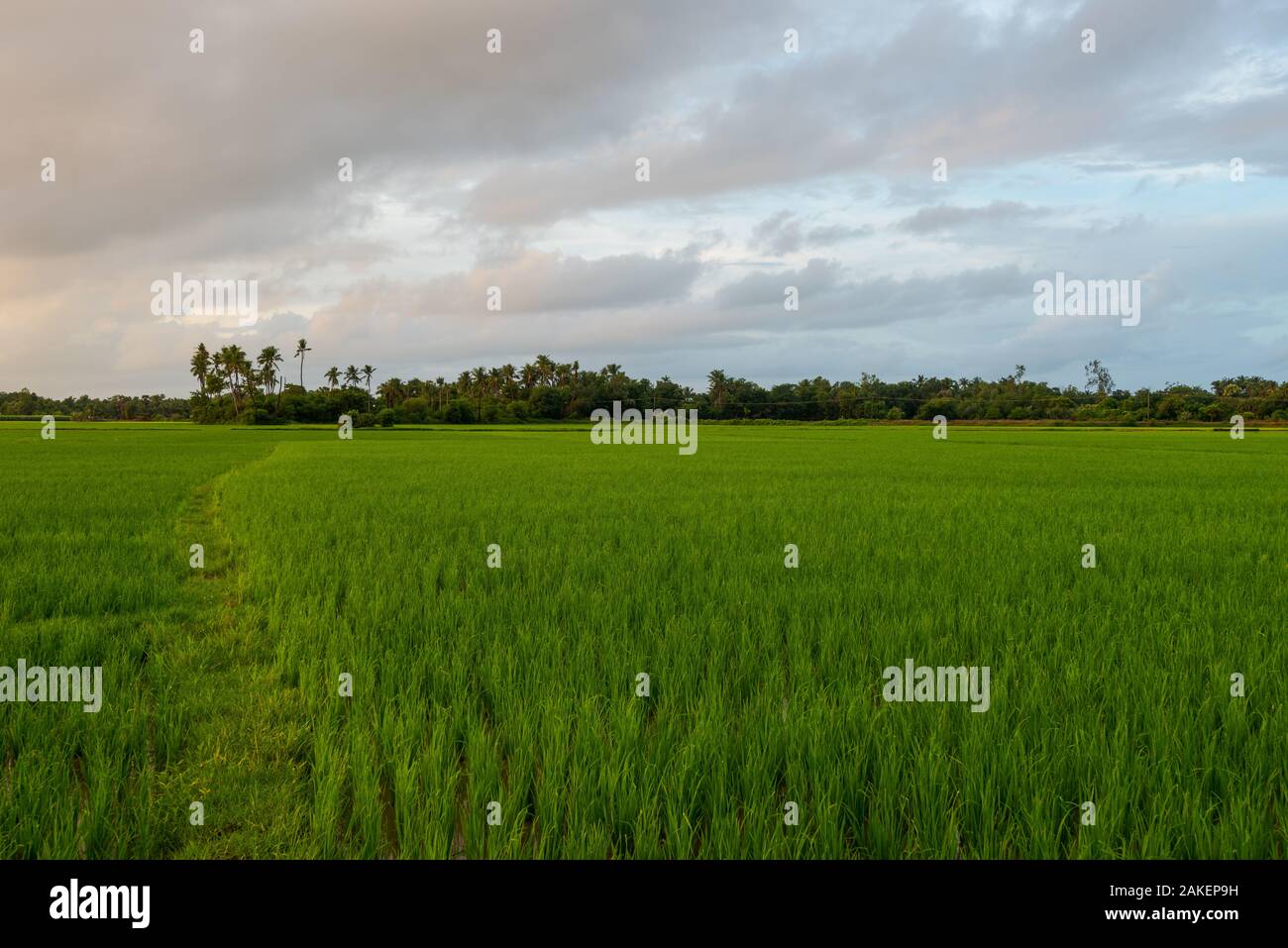 Sunrise over rice paddy on cloudy day in South India Stock Photo - Alamy