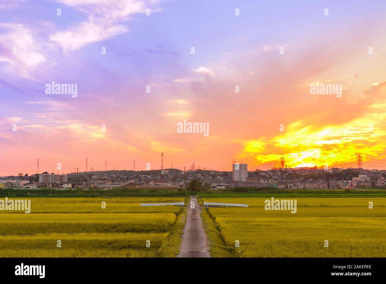 Cornfield and country road at sunset hi-res stock photography and ...