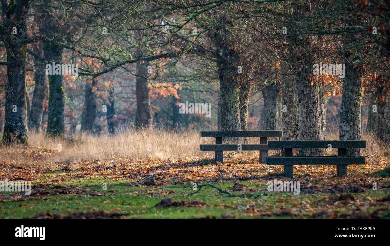 Park with stone tables and bench in oak tree forest Stock Photo - Alamy
