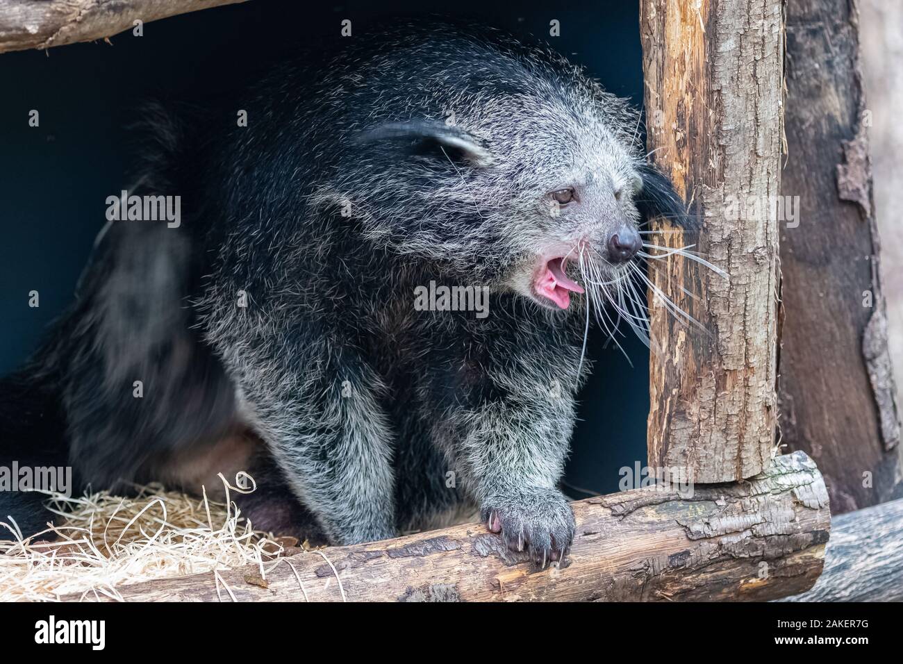 Arctictis binturong, portrait of a cute animal yawning Stock Photo - Alamy