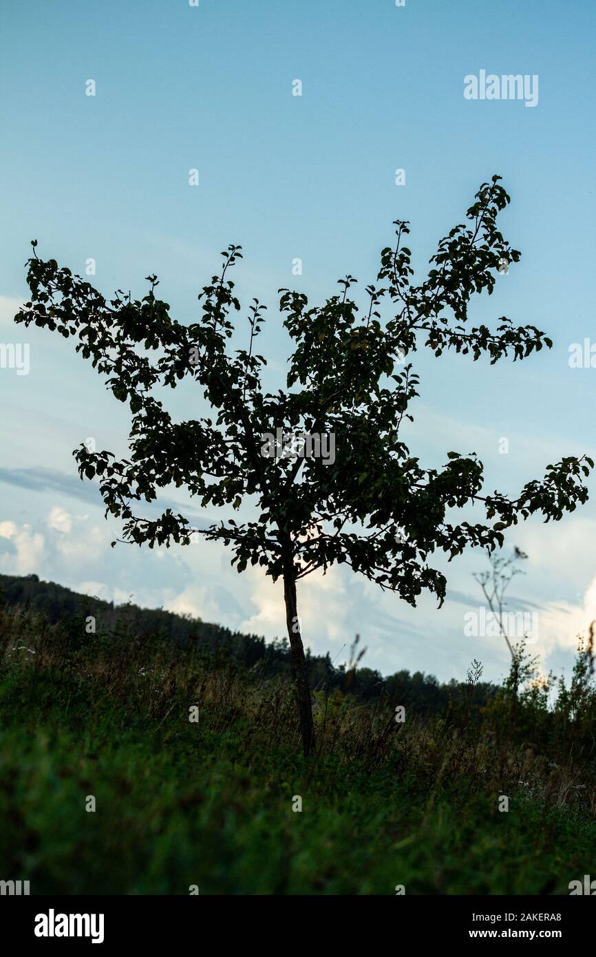 Curve tree hi-res stock photography and images - Alamy