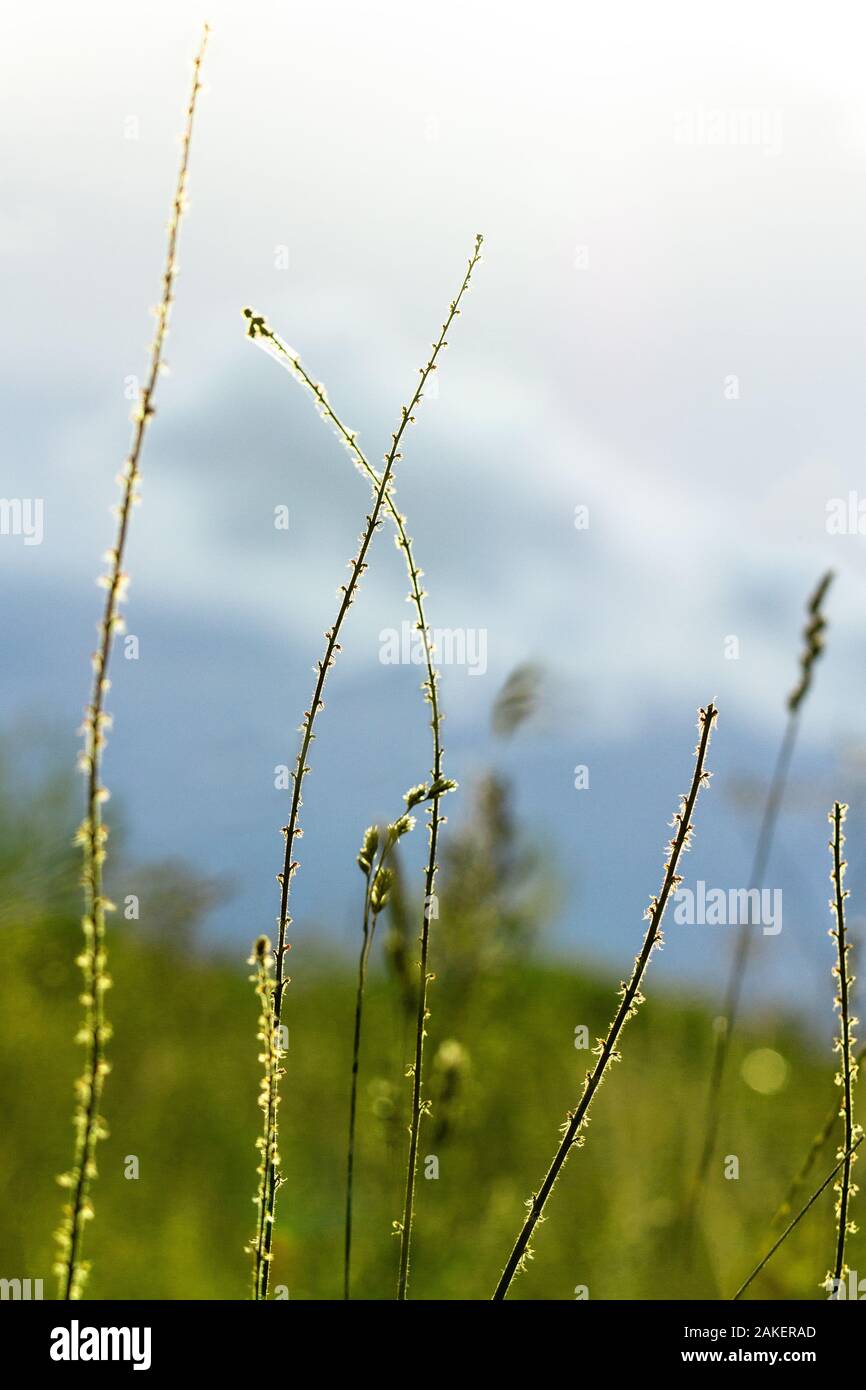 Beautiful landscape with growing weed grases Stock Photo - Alamy