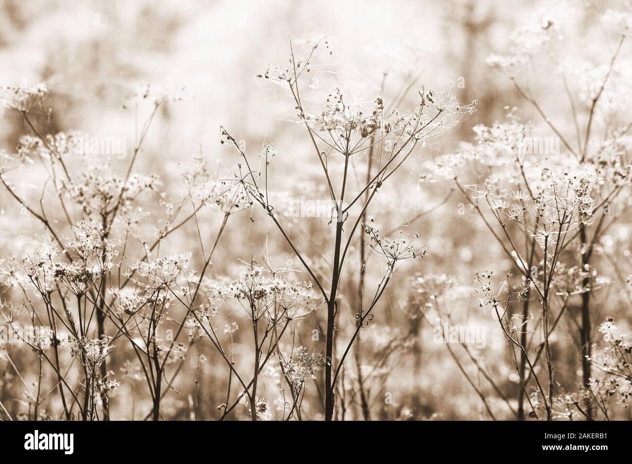 Beautiful landscape with growing weed grases Stock Photo - Alamy