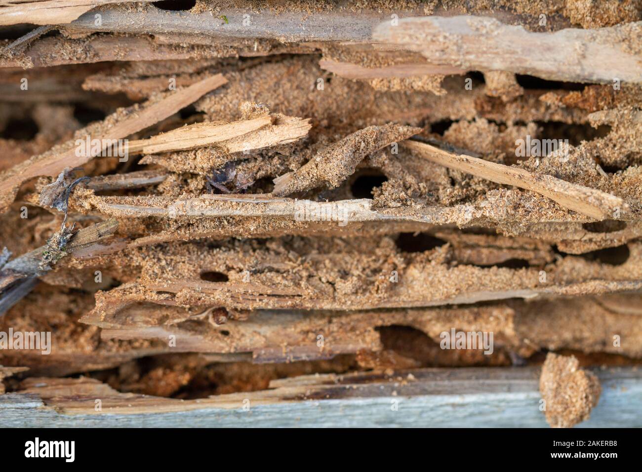 Surface of damaged wooden plank Stock Photo - Alamy