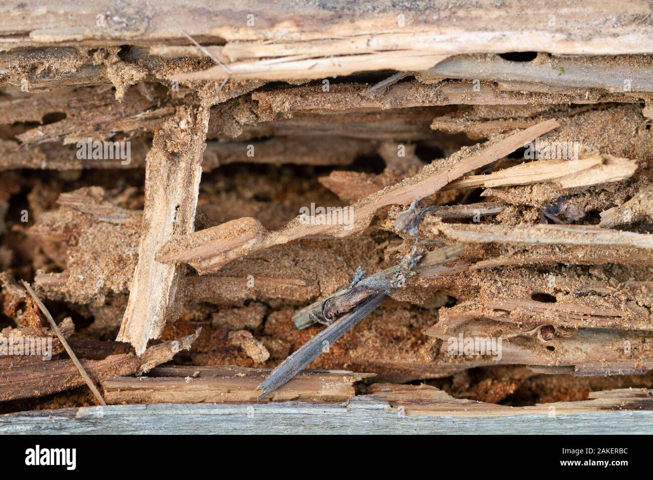 Surface of damaged wooden plank Stock Photo - Alamy