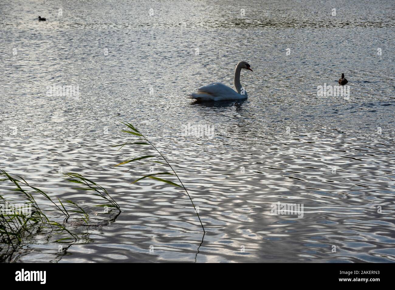 Lake o birds hi-res stock photography and images - Alamy