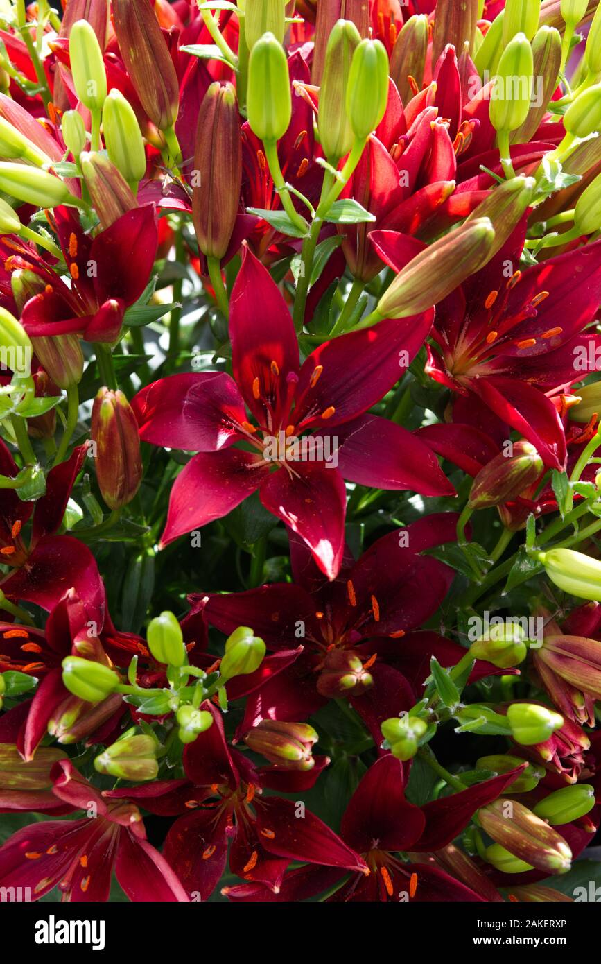 Red lillies hi-res stock photography and images - Alamy