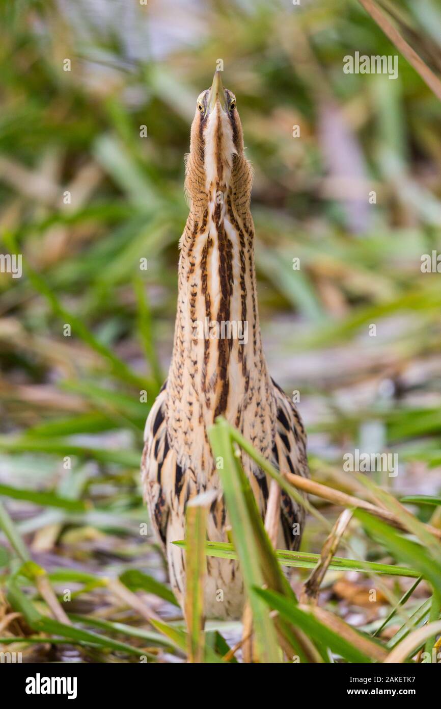 close-up natural eurasian bittern (botaurus stellaris) in freezing ...