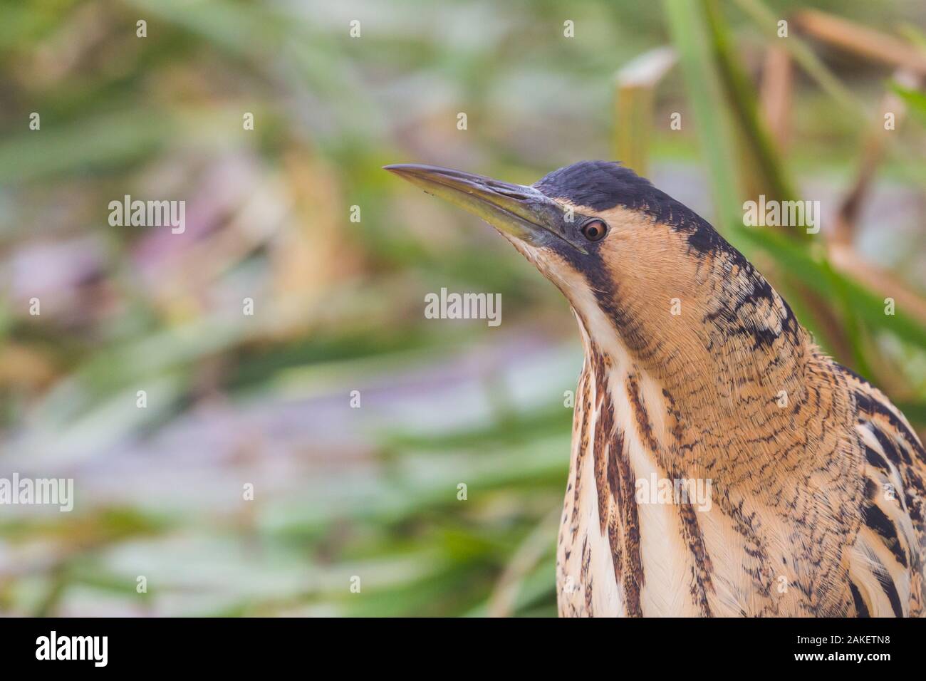 portrait natural eurasian great bittern (botaurus stellaris) in reed ...
