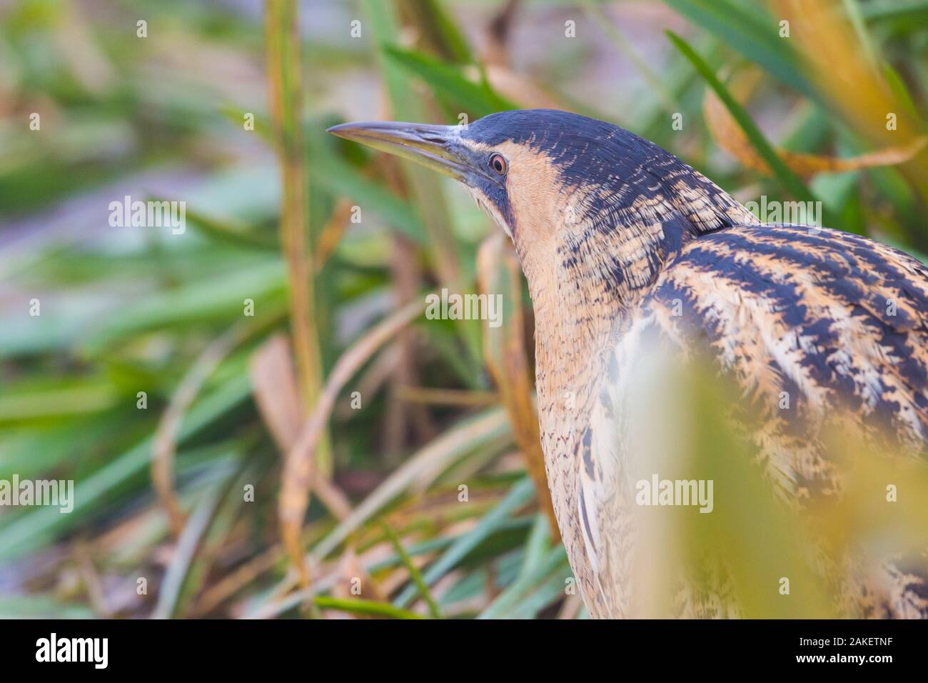 side view natural great bittern bird (botaurus stellaris) hidden in ...