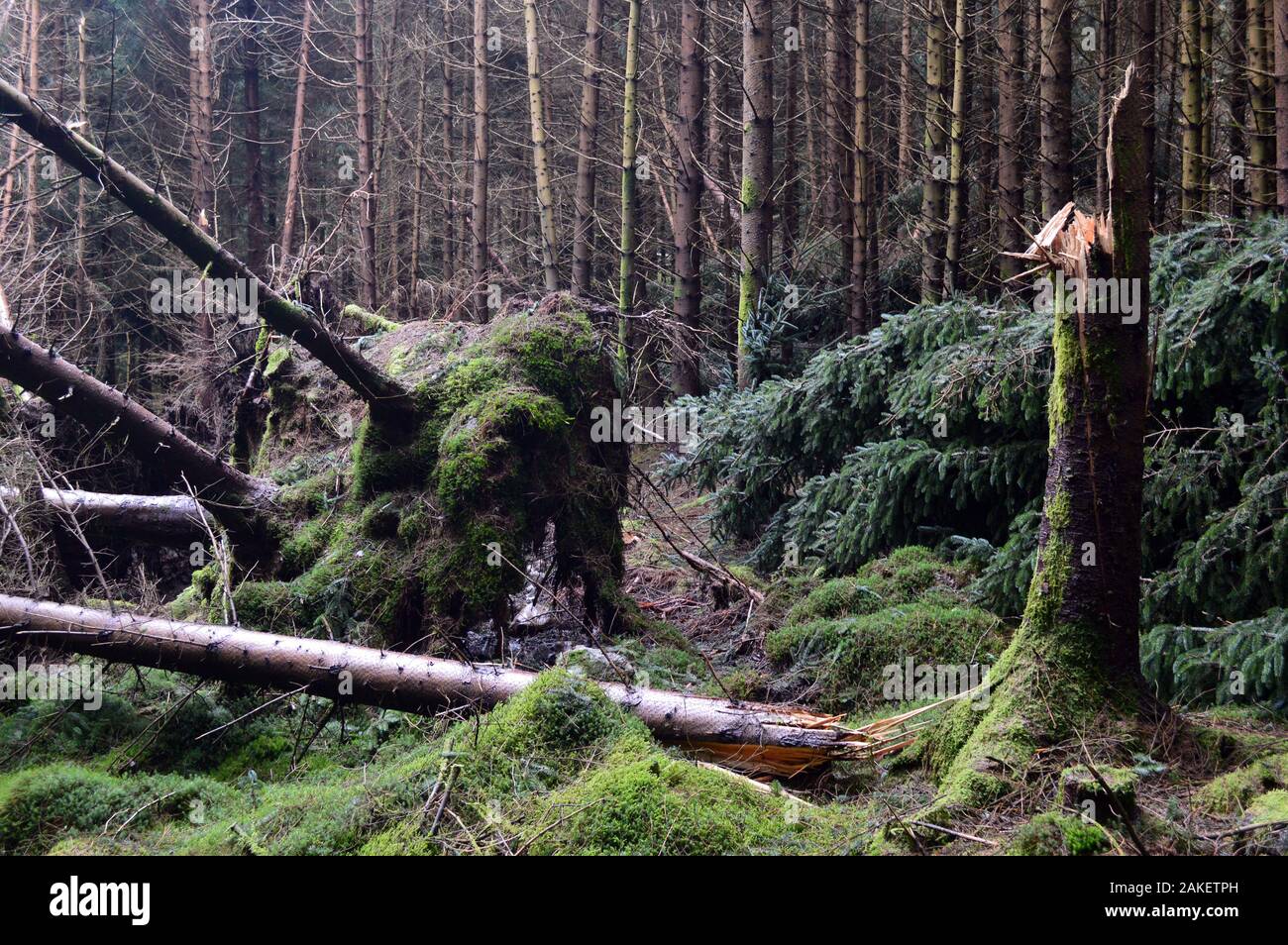 Blown over trees hi-res stock photography and images - Alamy