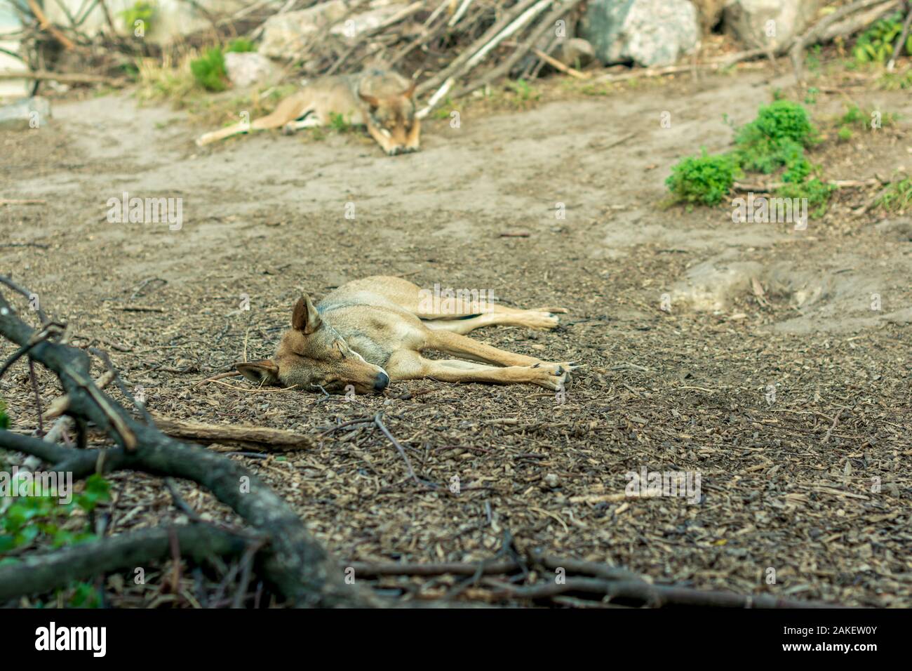 Gray wolf dead hi-res stock photography and images - Alamy