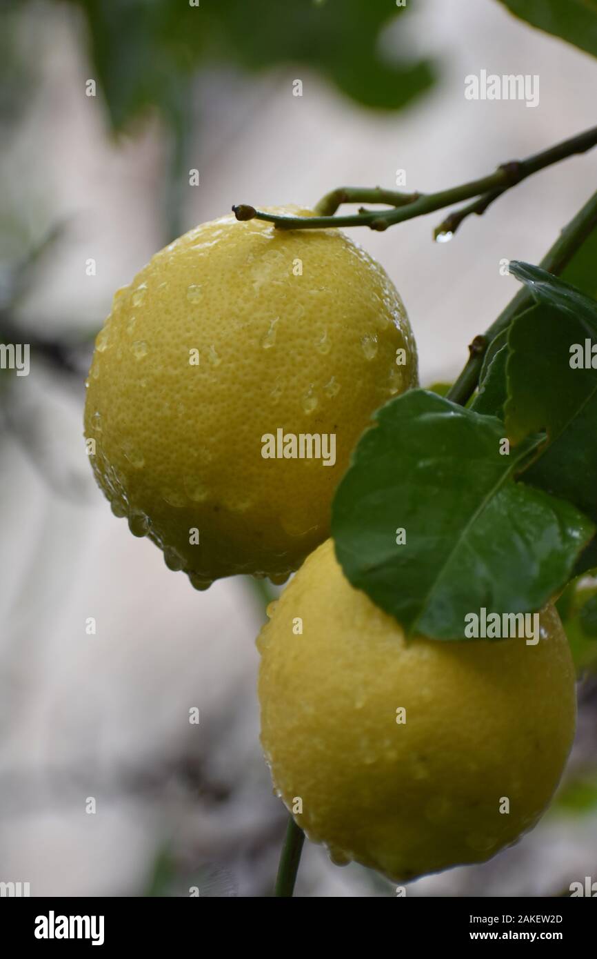 Two yellow lemons hi-res stock photography and images - Alamy