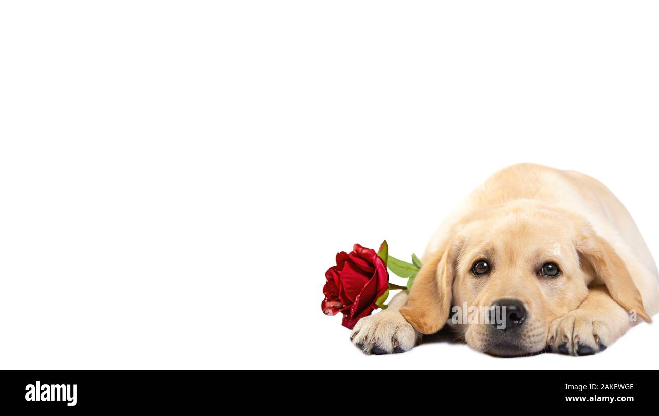 Cute labrador dog holds a red rose and declares its love somebody ...