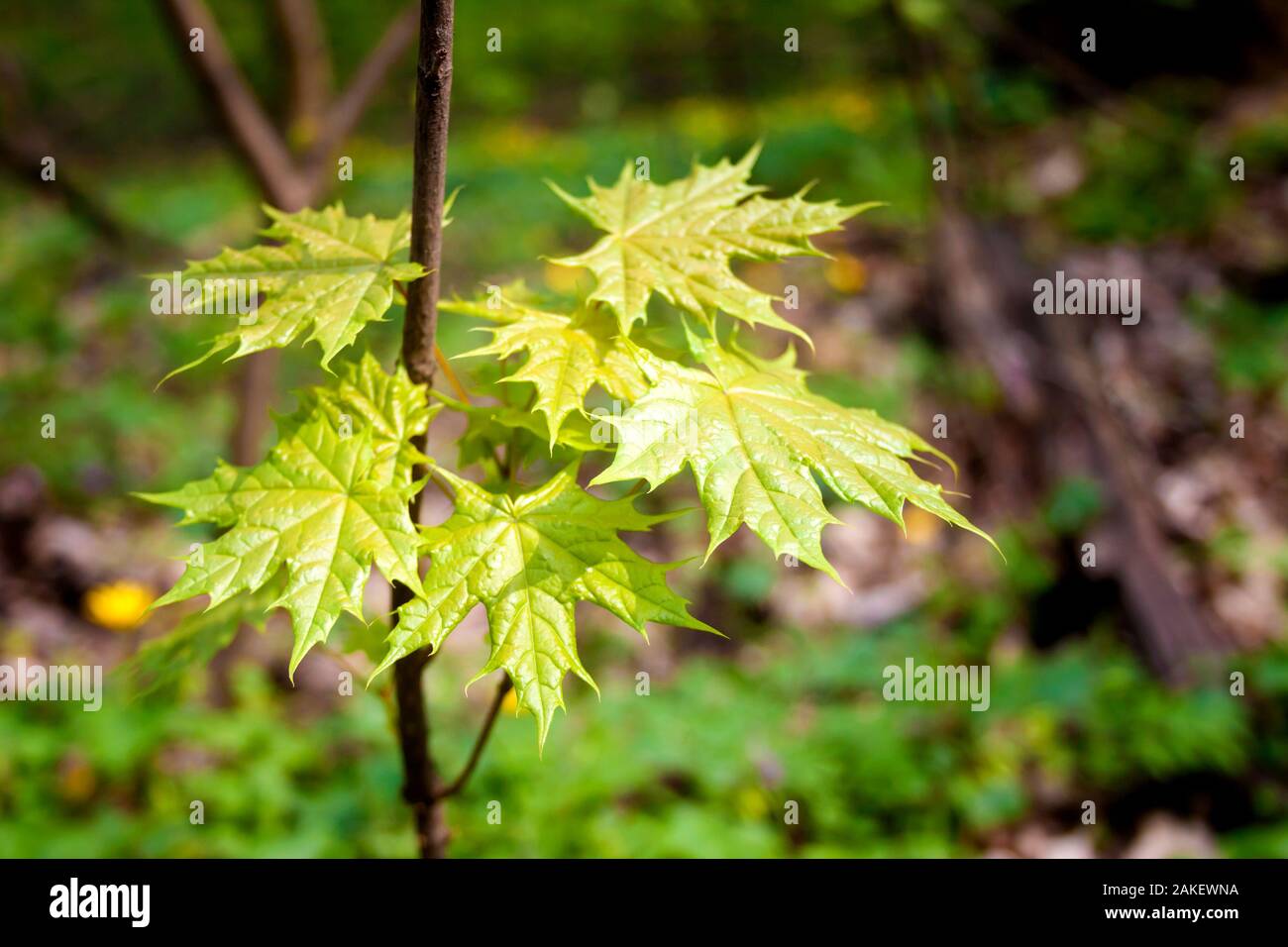 Young maple tree closeup on green spring forest background. Spring in ...