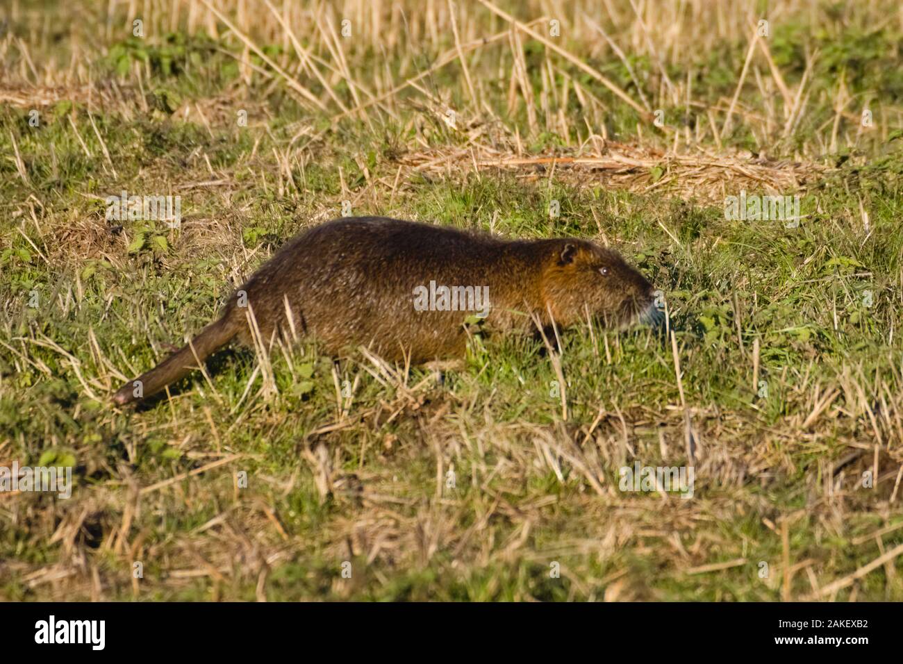 Coypu or Nutria (Myocastor coypus): a large, herbivorous, semiaquatic ...
