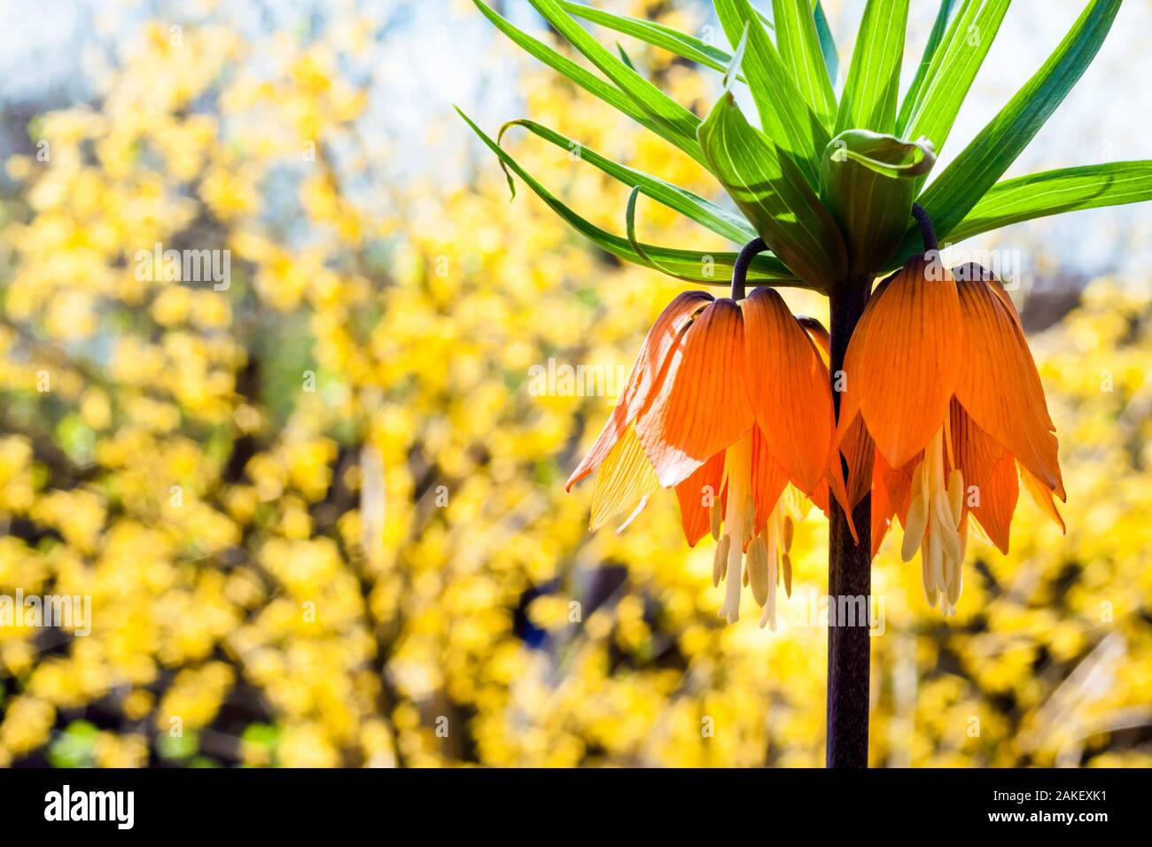 Kaiser Crown High Resolution Stock Photography and Images - Alamy