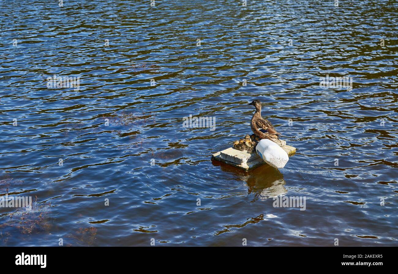 Duck with her ducklings standing on floating object in a lake water ...