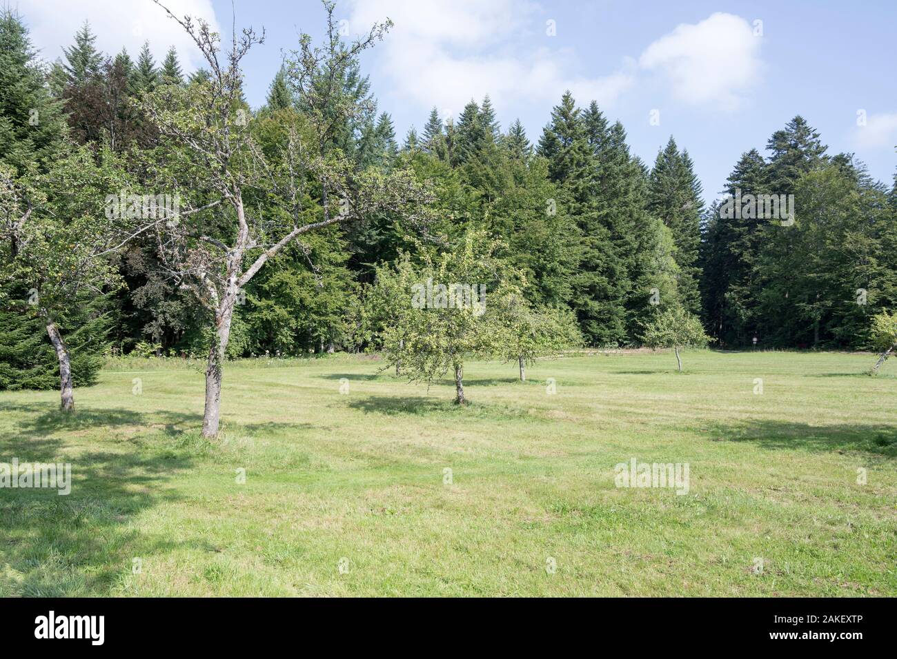 friut trees in glade among fir wood in Black Forest, shot in bright ...