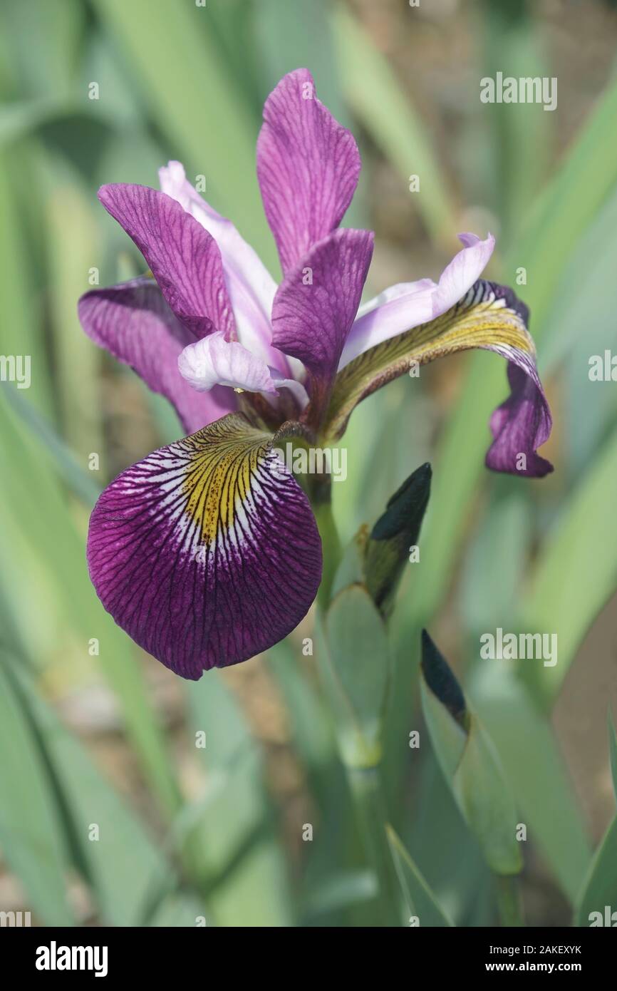 John Wood Blue Flag iris (Iris versicolor ‘John Wood’). Called Dagger ...