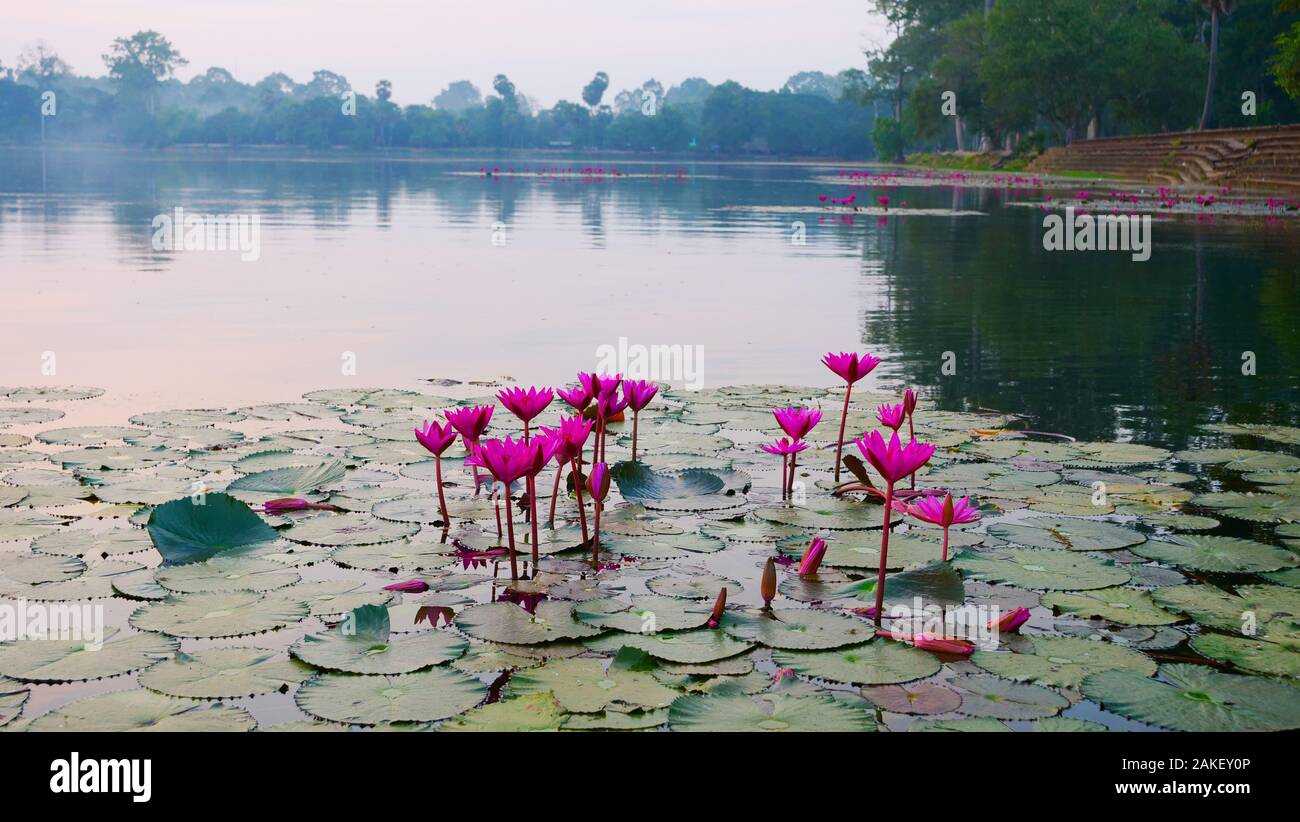 Beautiful Ponds With Lotus