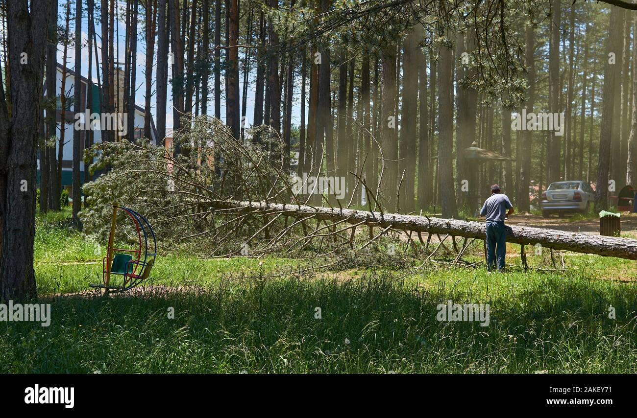 Pine tree caught in a moment of falling with a dust around it. A ...