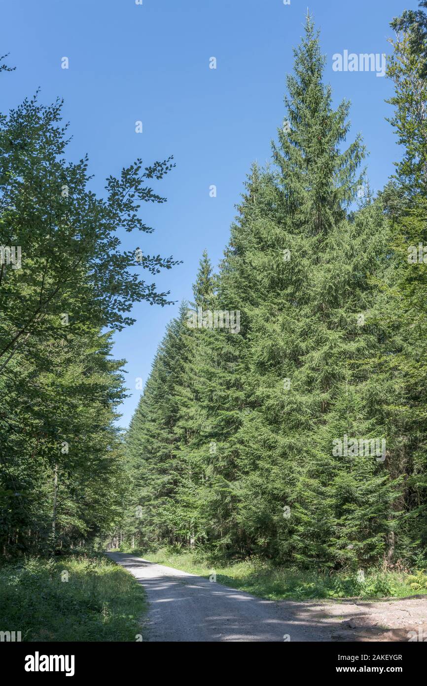 Tall fir trees hi-res stock photography and images - Alamy