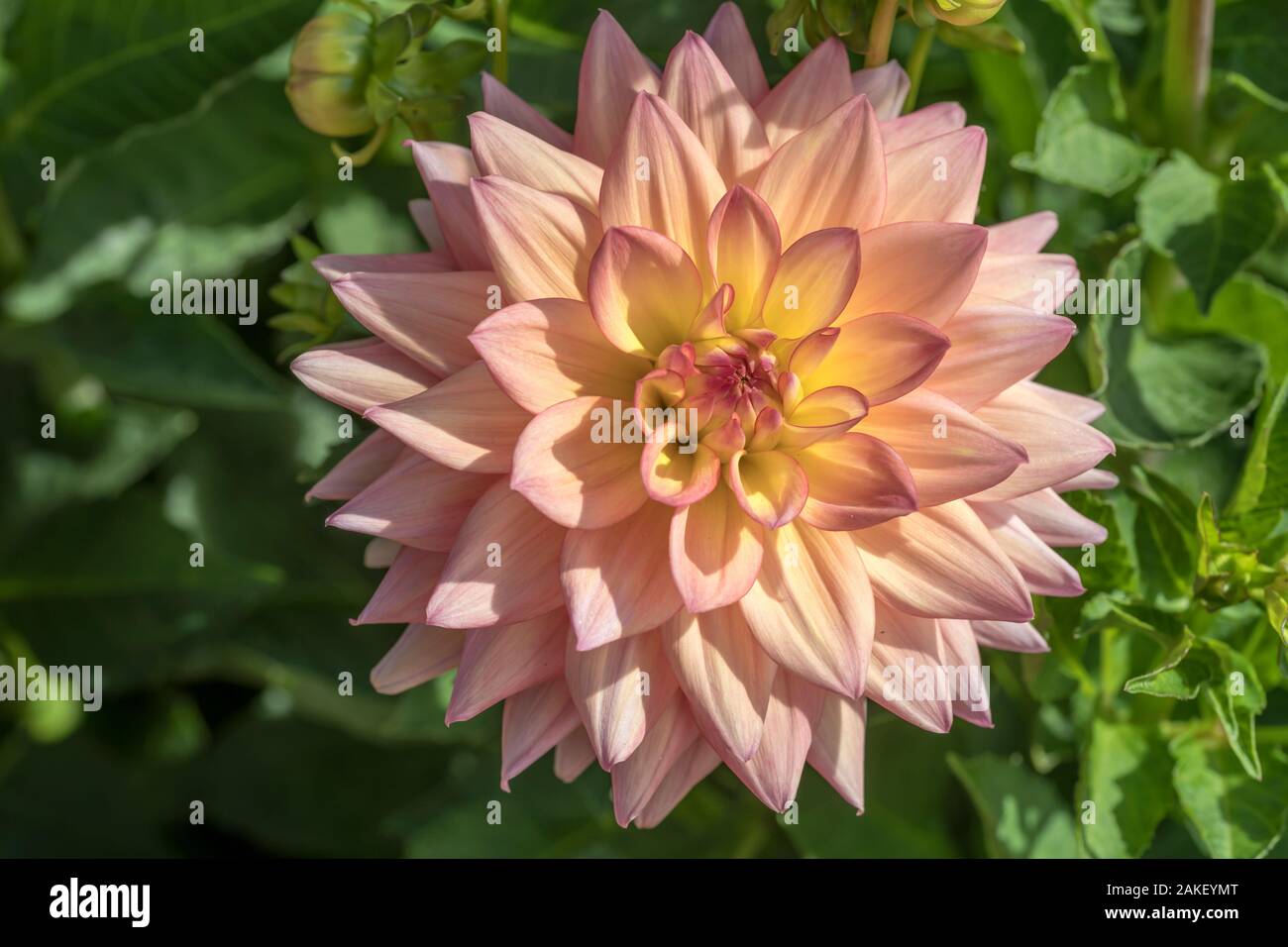 Dahlia melody dora hi-res stock photography and images - Alamy