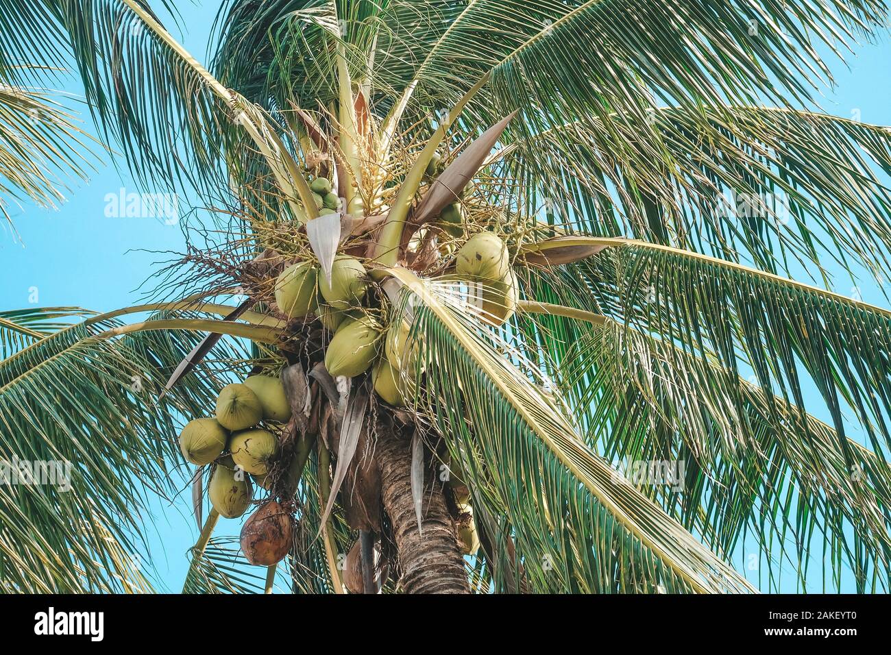 Cloud blue sky coconut tree hi-res stock photography and images - Alamy