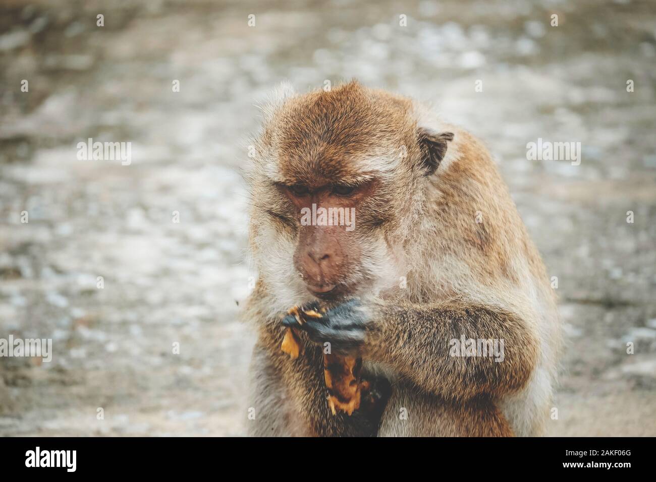 Monkey (Long-tailed macaque, Crab-eating macaque, Macaca fascicularis ...
