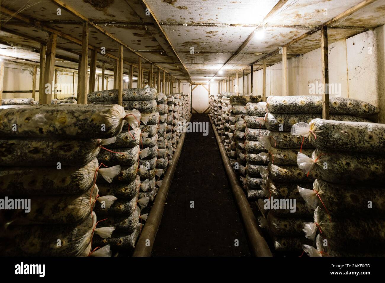 Mushroom farm. Bags with oil cake substrate for growing mushrooms Stock ...