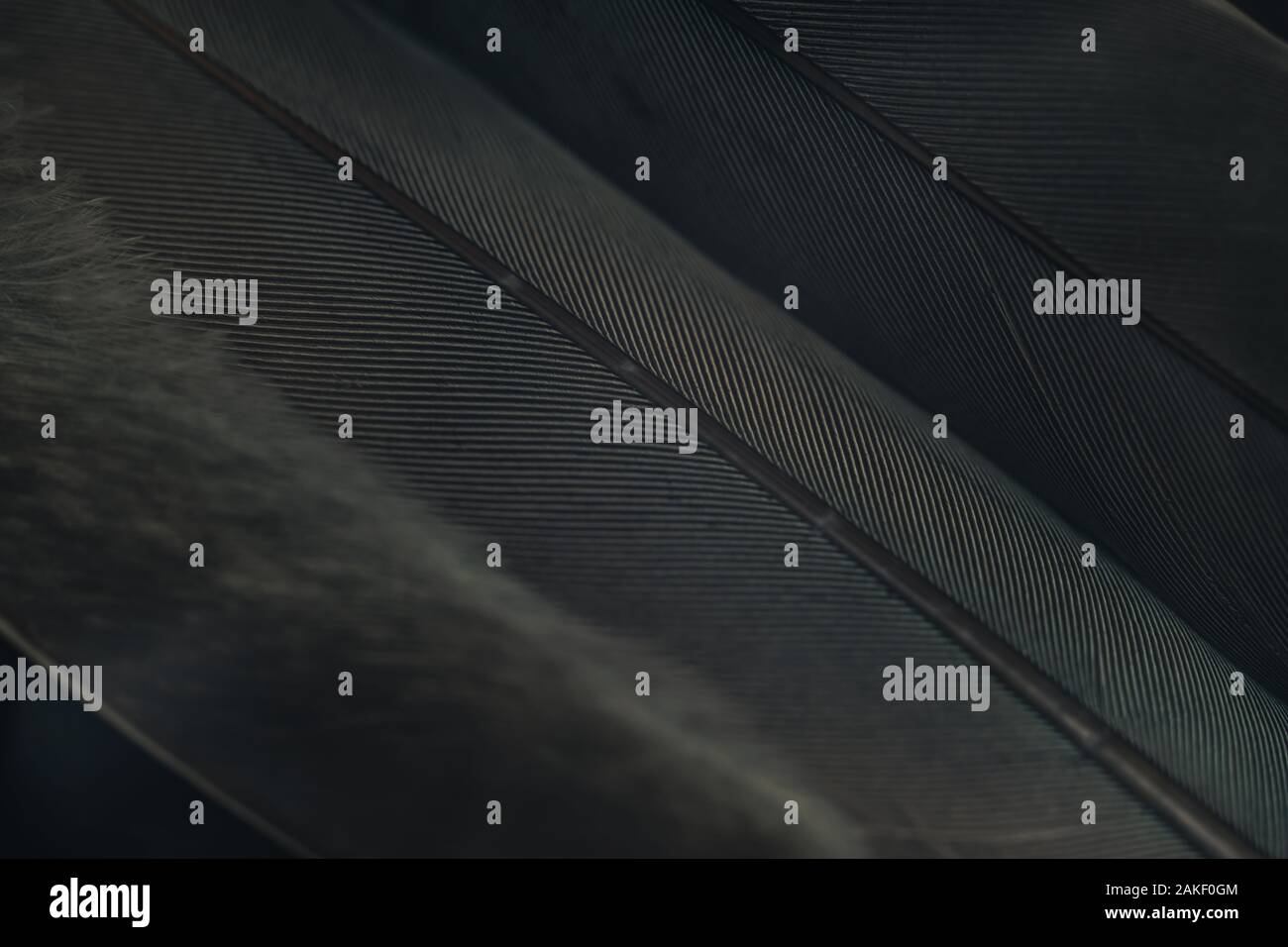 Close up Beautiful Bird feather pattern background for design texture ...