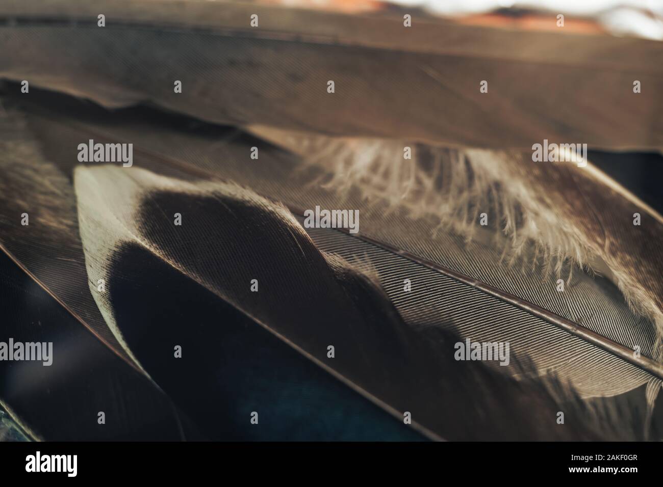 Close up Beautiful Bird feather pattern background for design texture ...