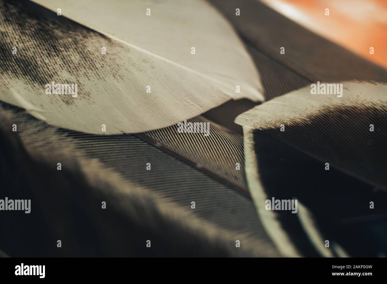 Close up Beautiful Bird feather pattern background for design texture ...