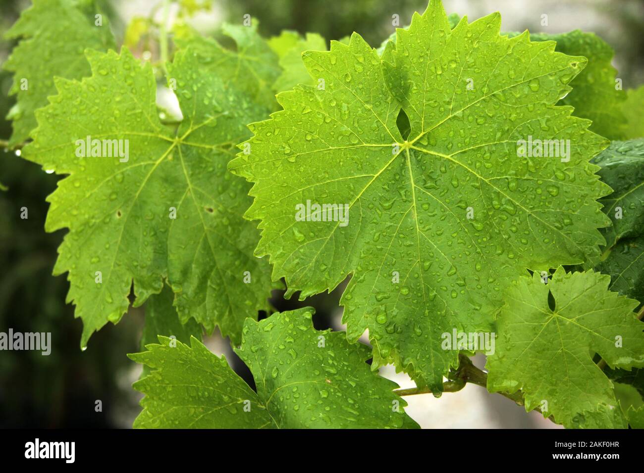 Green Vine Leaves Stock Photo - Alamy