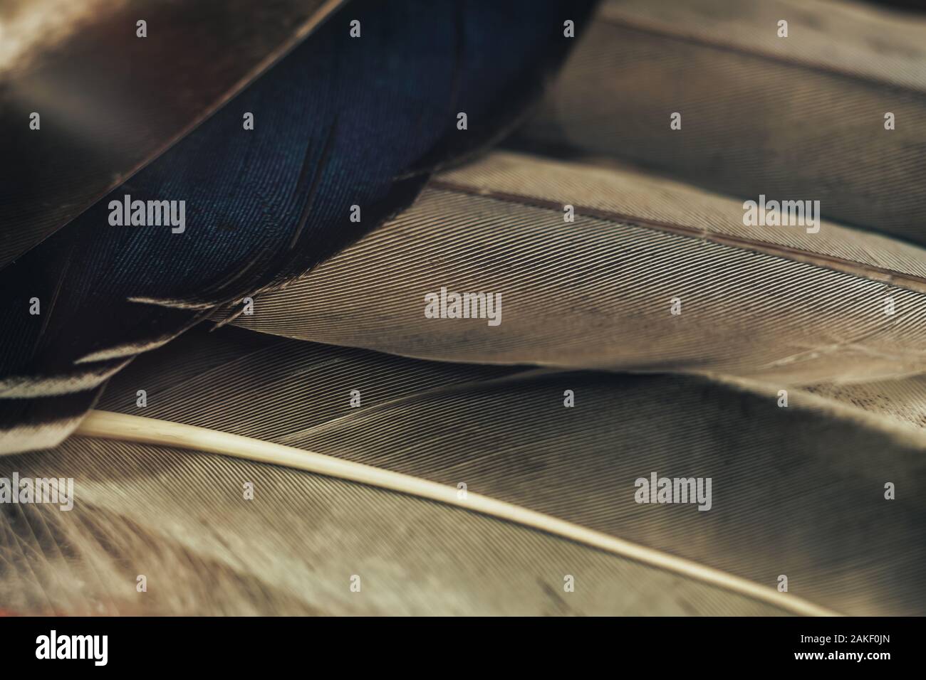 Close up Beautiful Bird feather pattern background for design texture ...