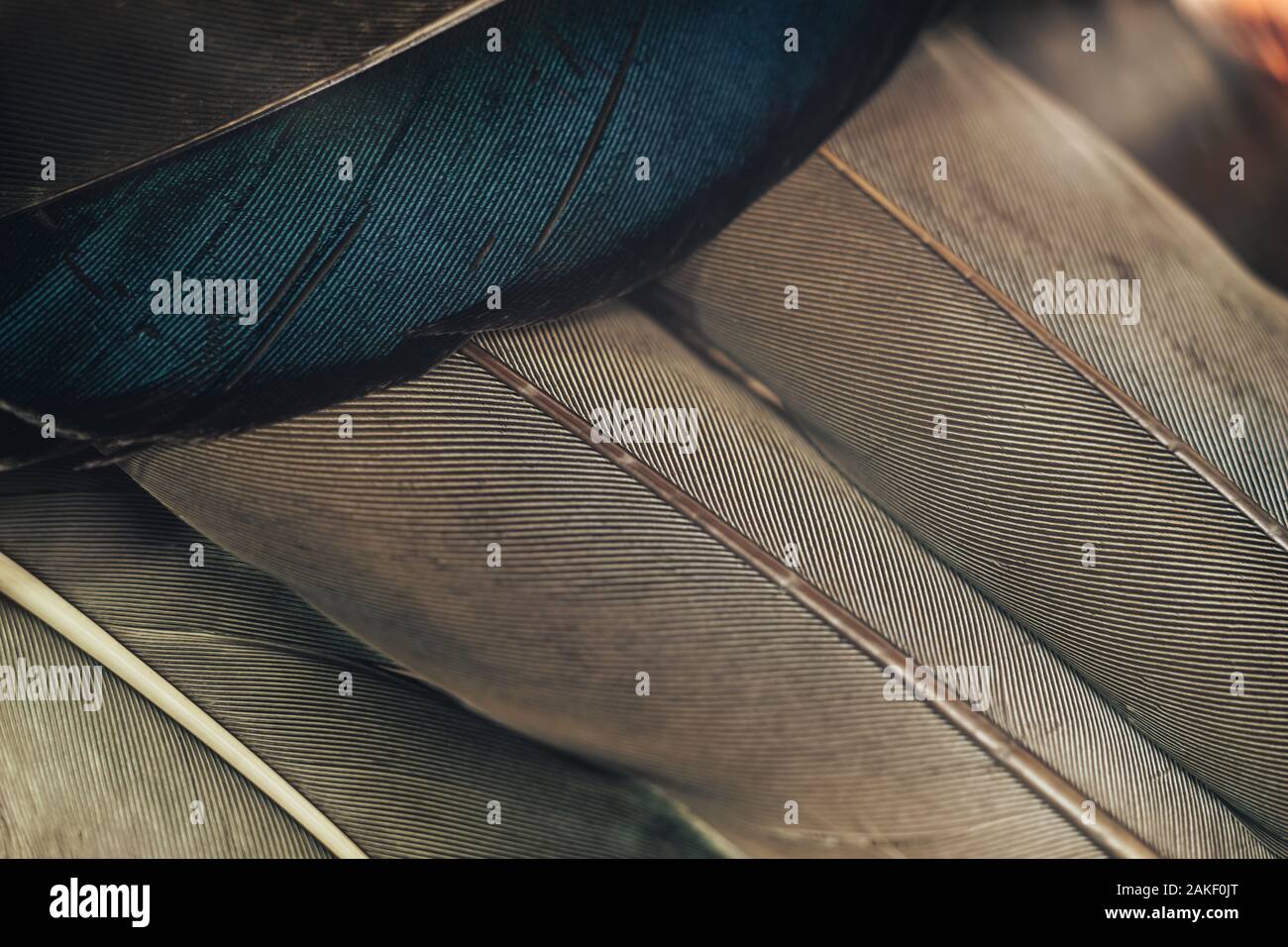 Close up Beautiful Bird feather pattern background for design texture ...