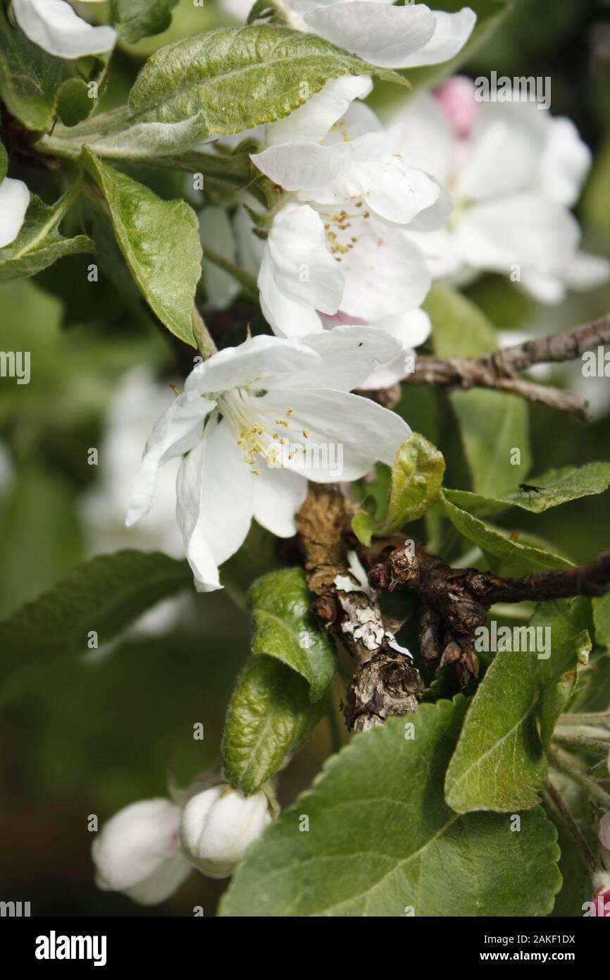 Swedish apple hi-res stock photography and images - Alamy