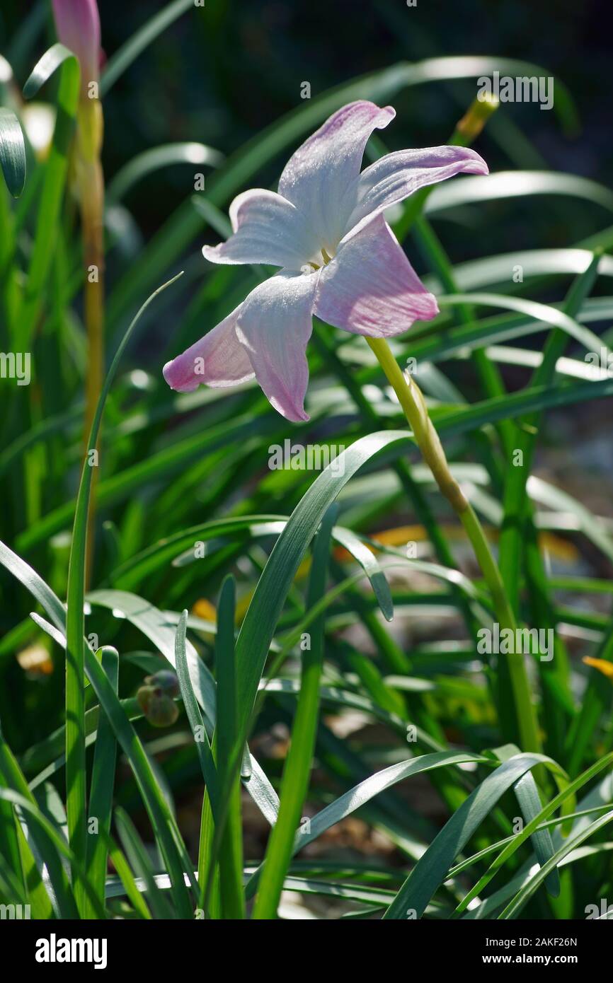 White Labuffarosa Rain Lily (Zephyranthes 'Labuffarosa'). Called La ...