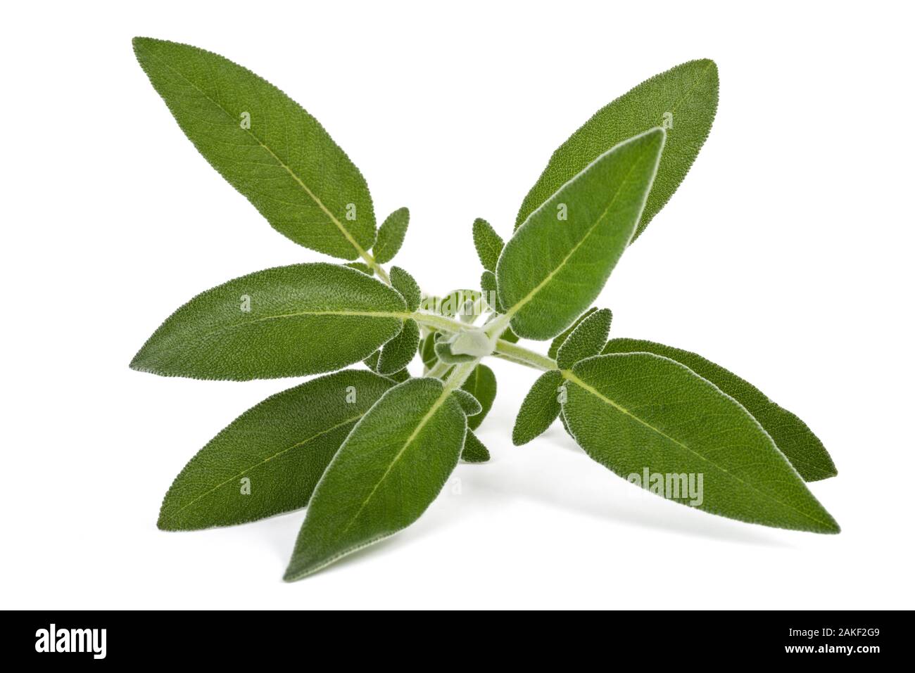 Sprig fresh sage herb hi-res stock photography and images - Alamy