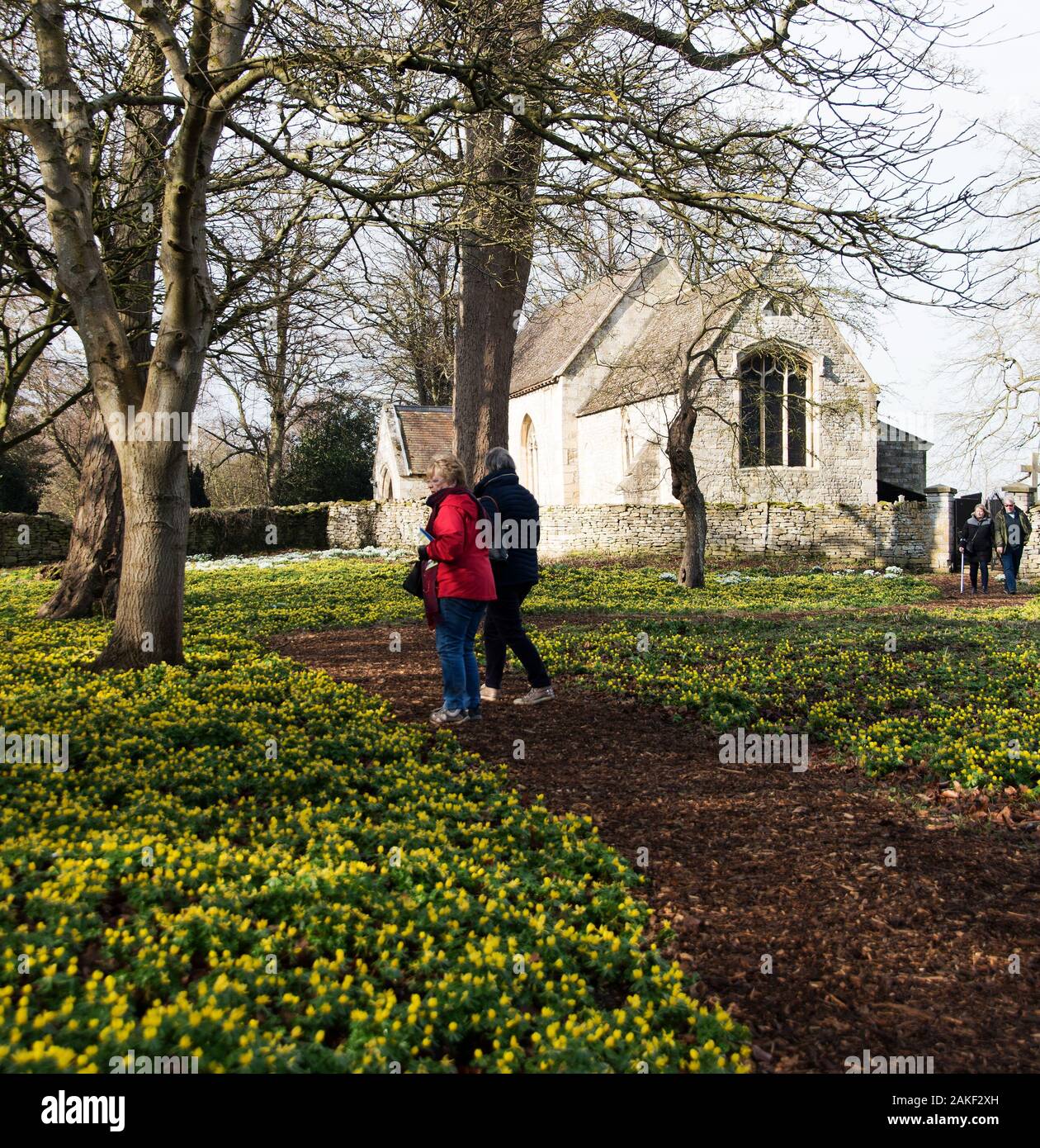 A carpet of winter aconites in Little Ponton Hall gardens leading to St ...
