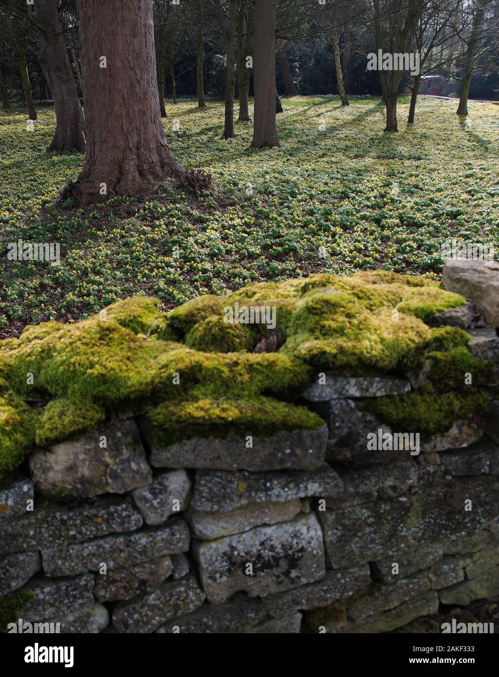 A carpet of winter aconites in Little Ponton Hall gardens Stock Photo ...
